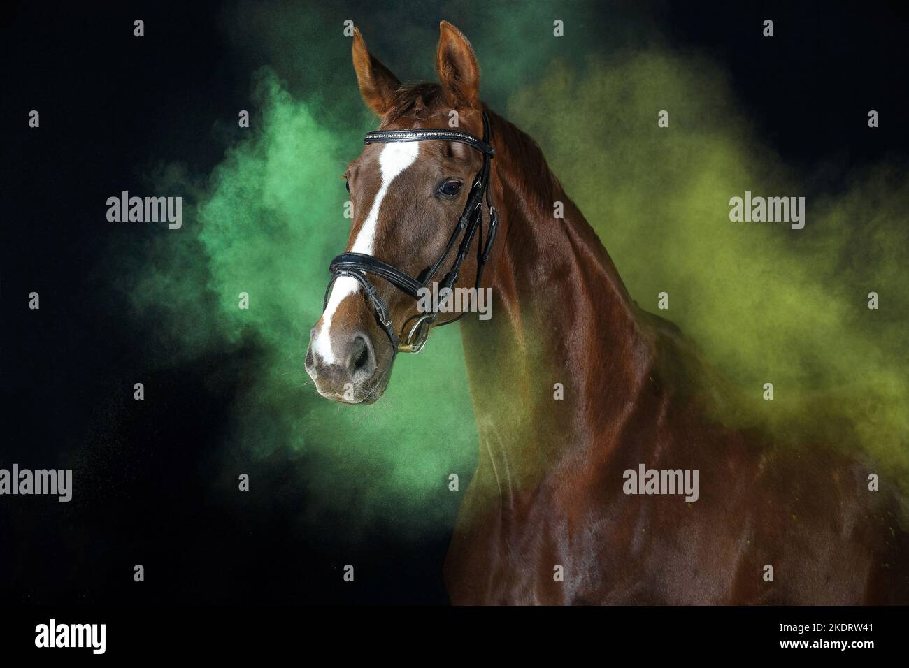 Warmblood with holi colour Stock Photo - Alamy