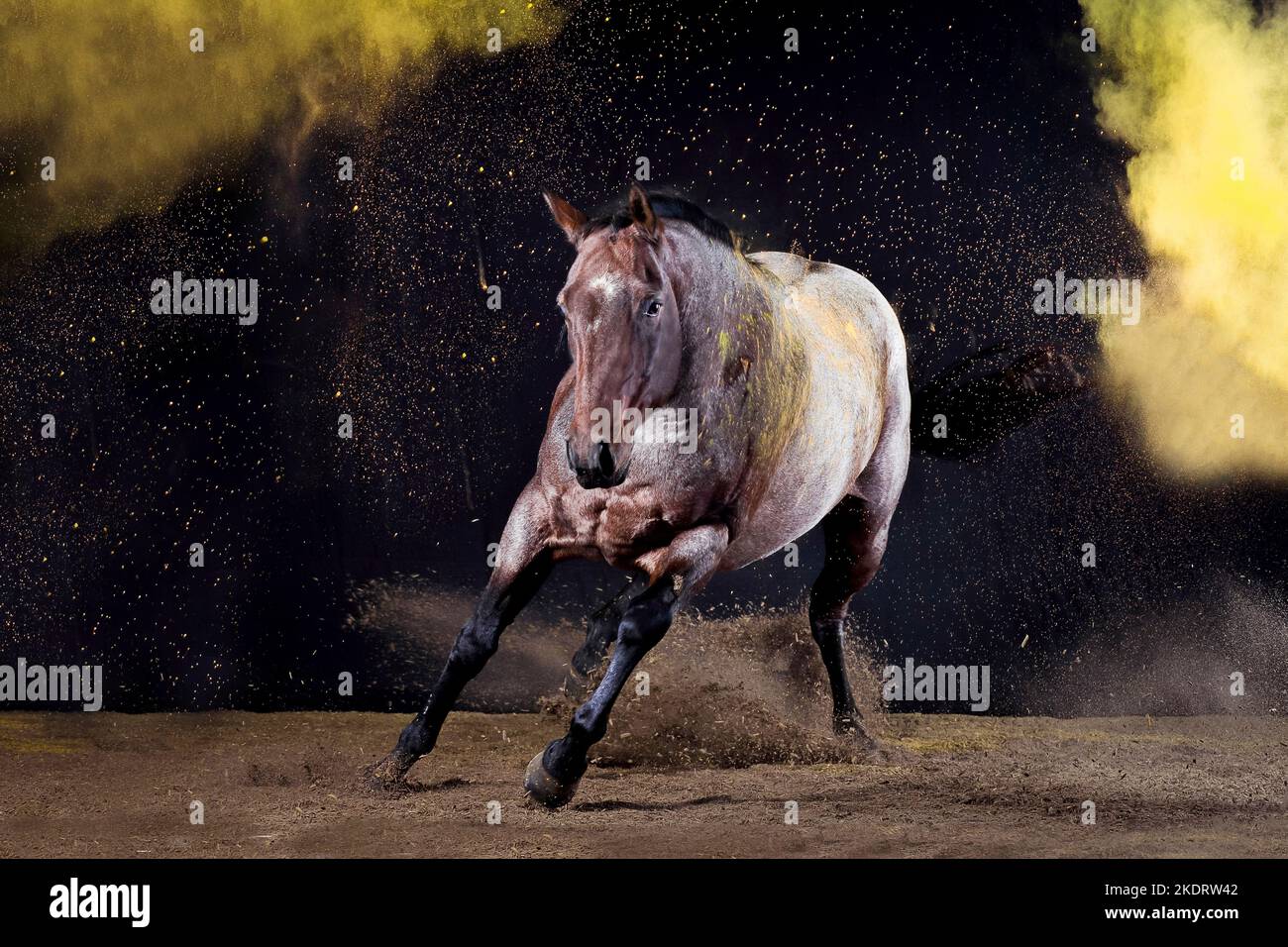 Quarter Horse with holi powder Stock Photo - Alamy