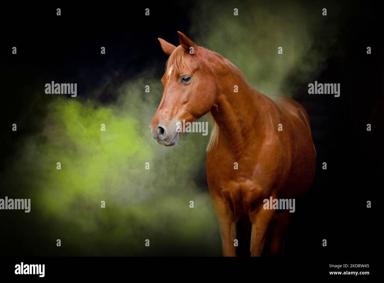 Arabian horse with holi powder Stock Photo - Alamy