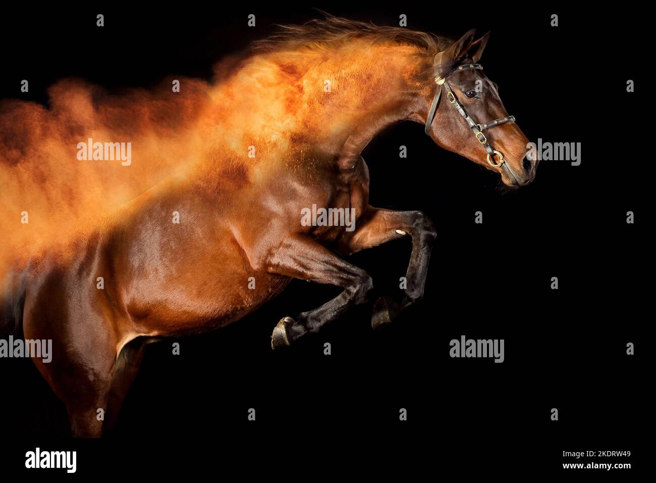 Warmblood with holi colour Stock Photo - Alamy