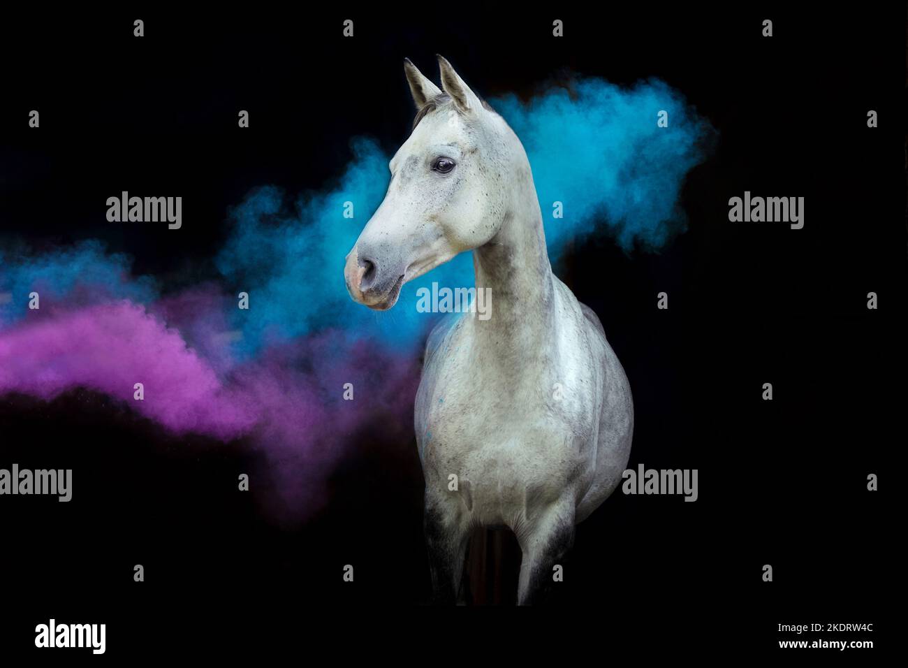 Arabian horse with holi powder Stock Photo - Alamy