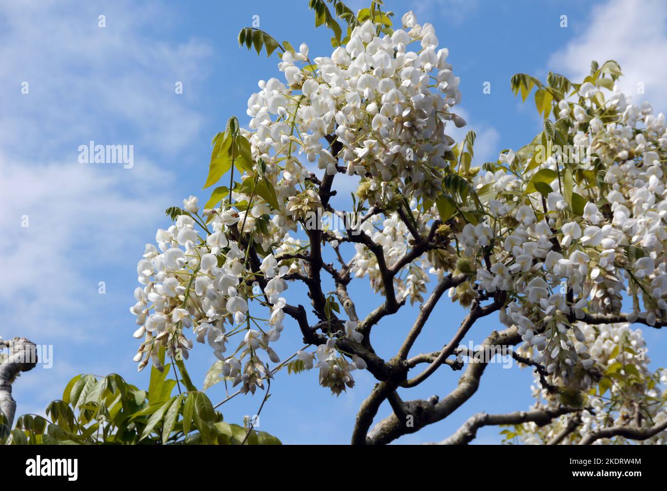White Wisteria Brachybotrys 'Shiro Kapitan' (Silky Wisteria) Flowers ...