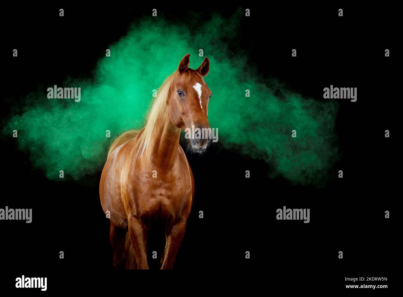 Arabian horse with holi powder Stock Photo - Alamy