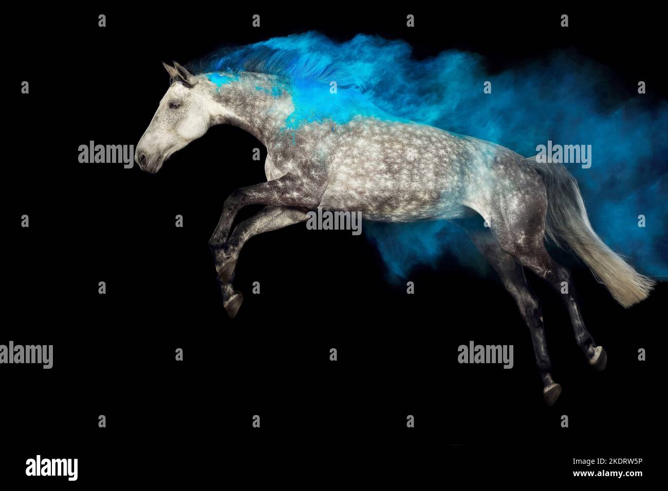 Holstein Horse with holi powder Stock Photo - Alamy