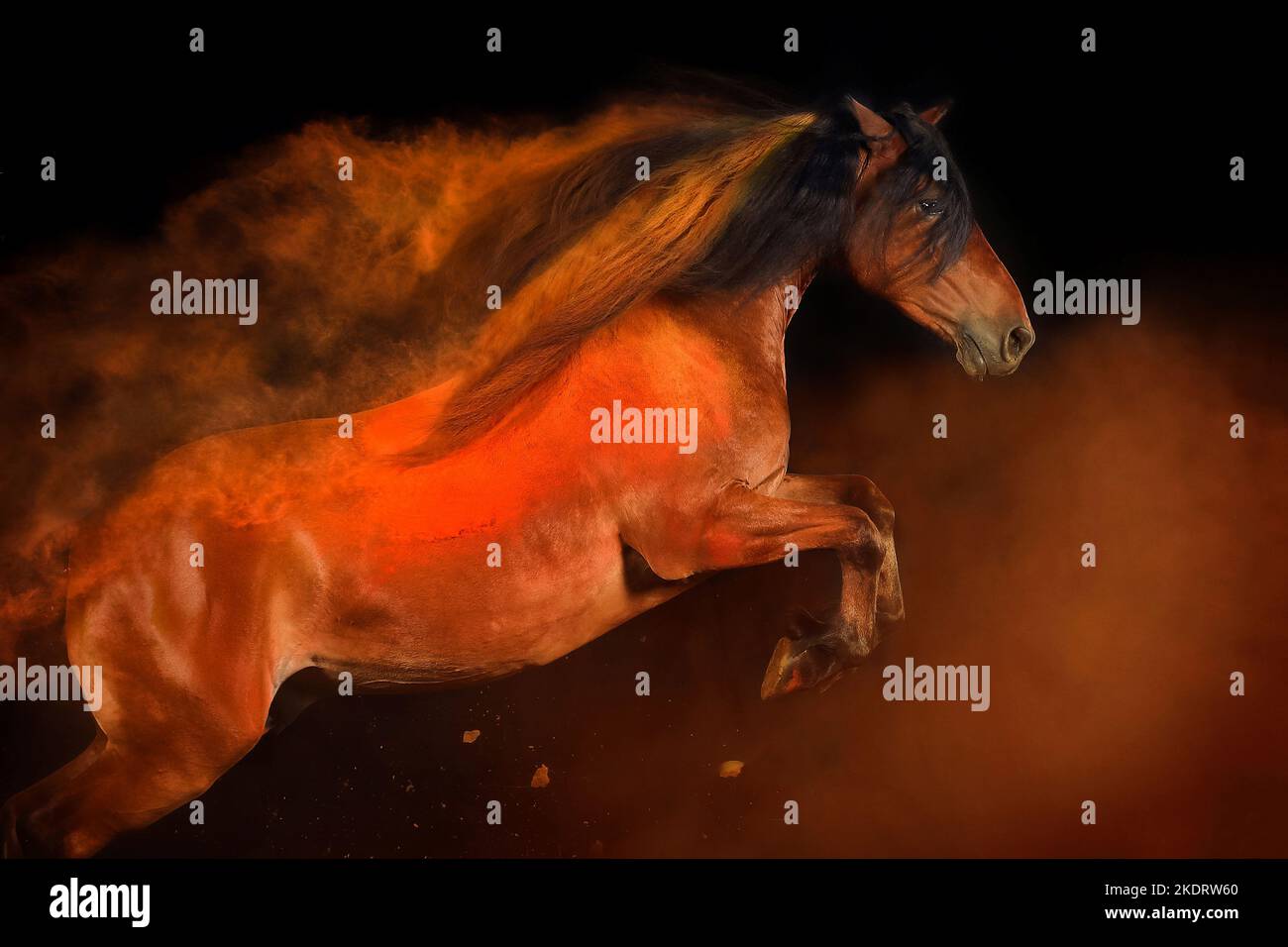 Warmblood with holi colour Stock Photo - Alamy
