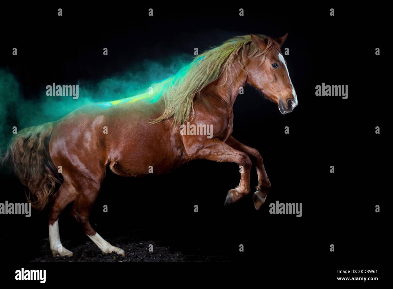 Warmblood with holi colour Stock Photo - Alamy