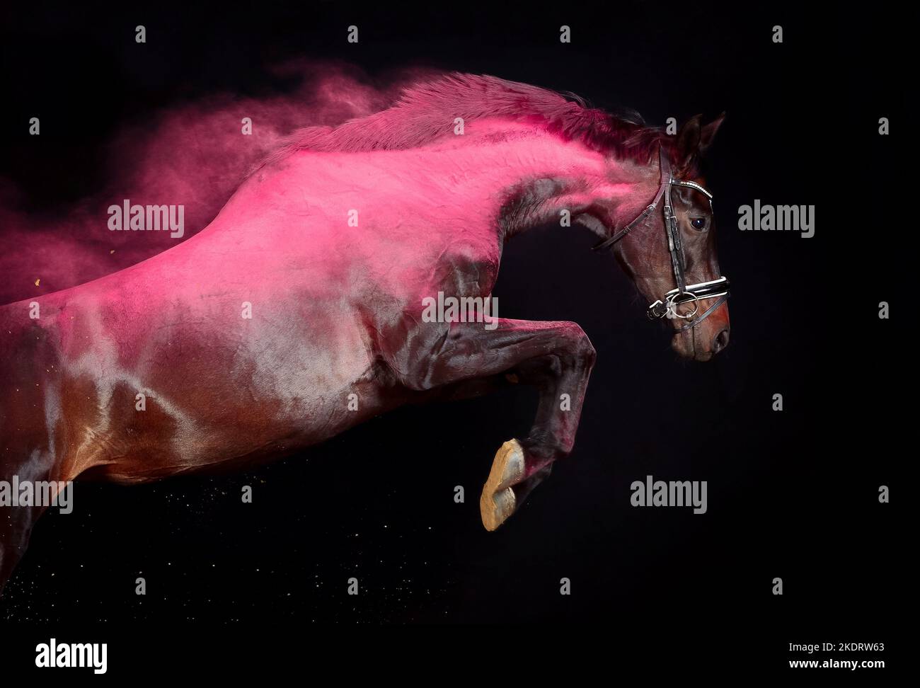 Hanoverian Horse with holi powder Stock Photo - Alamy