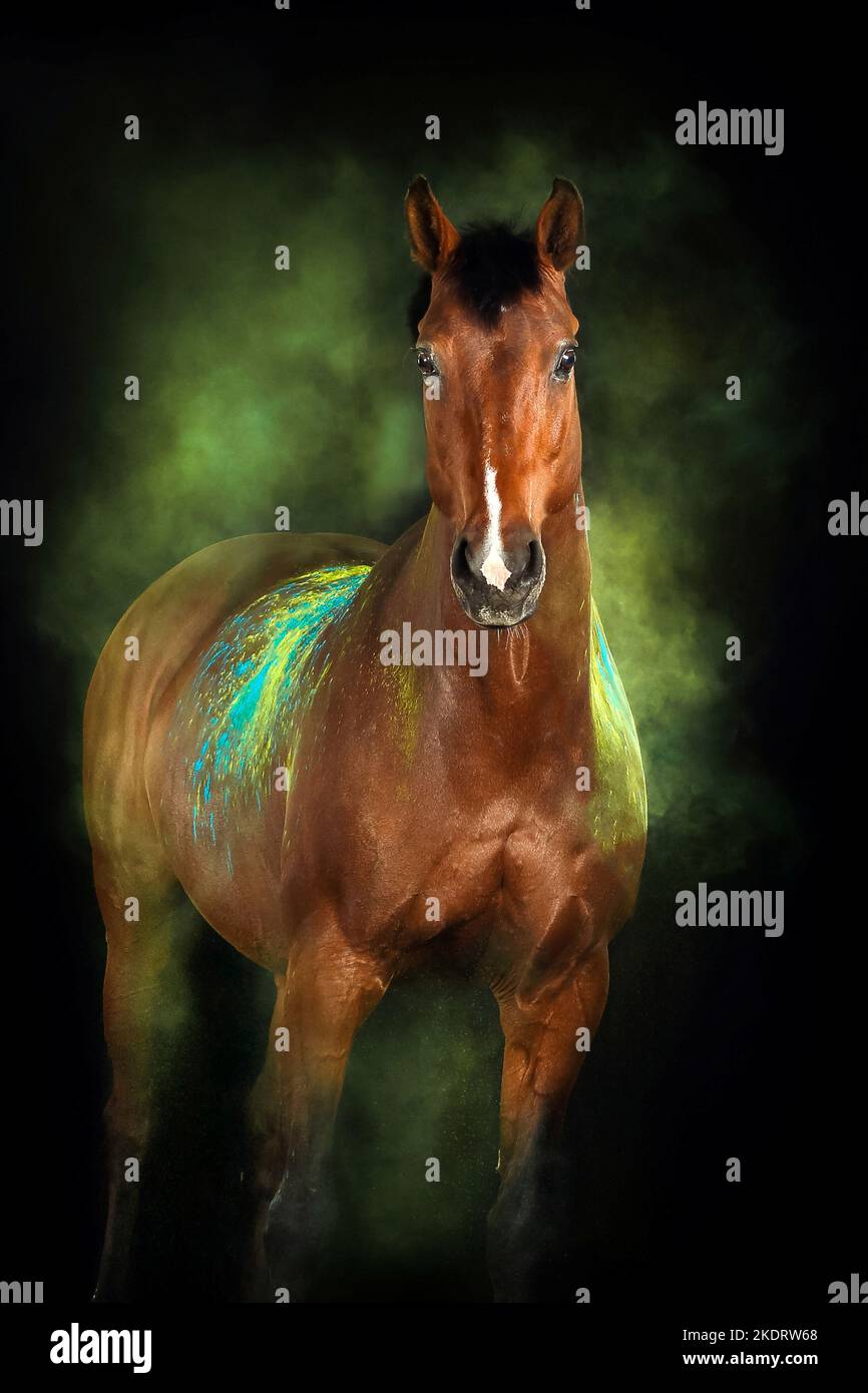 Warmblood with holi colour Stock Photo - Alamy