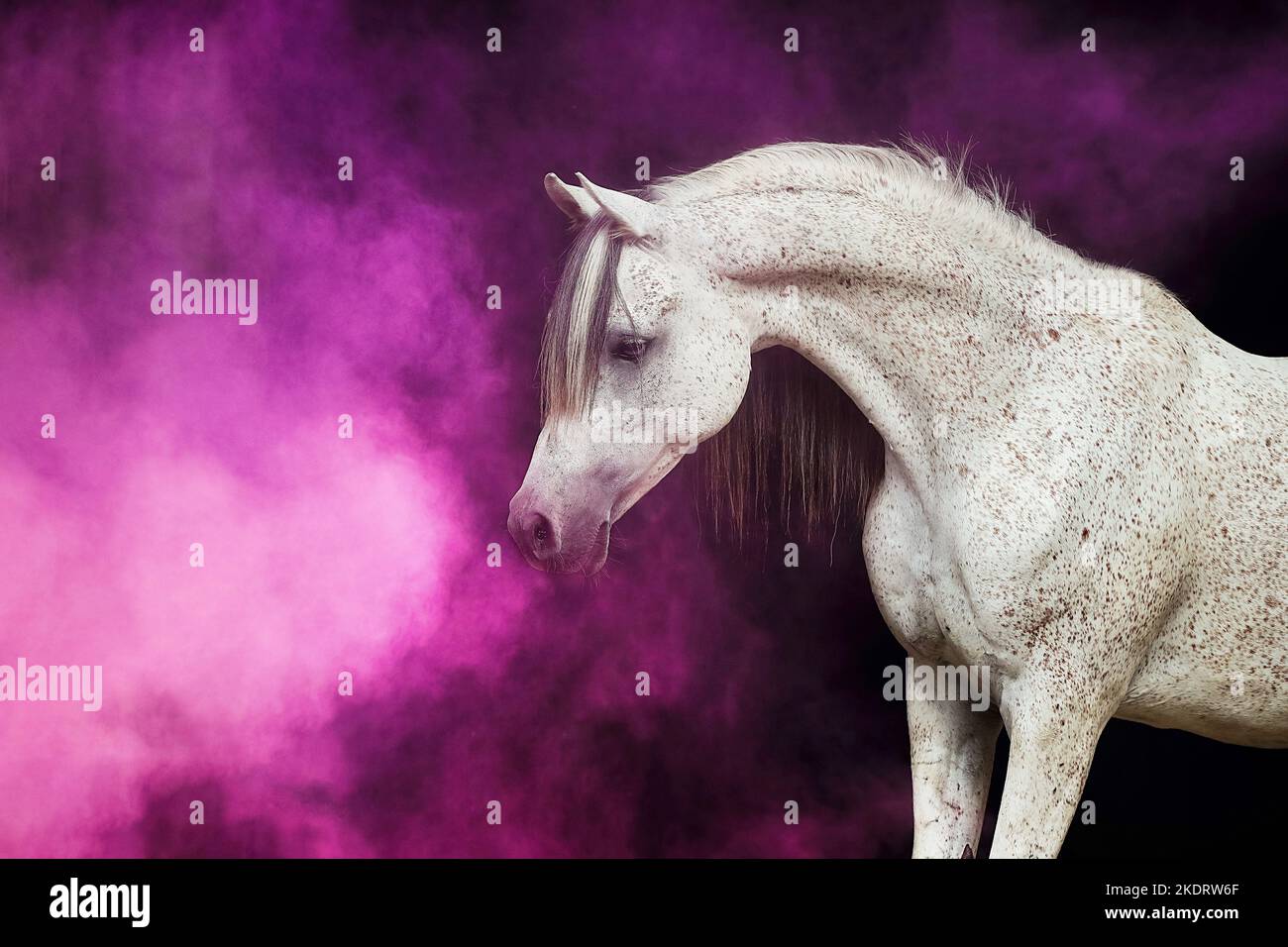 Arabian horse with holi powder Stock Photo - Alamy