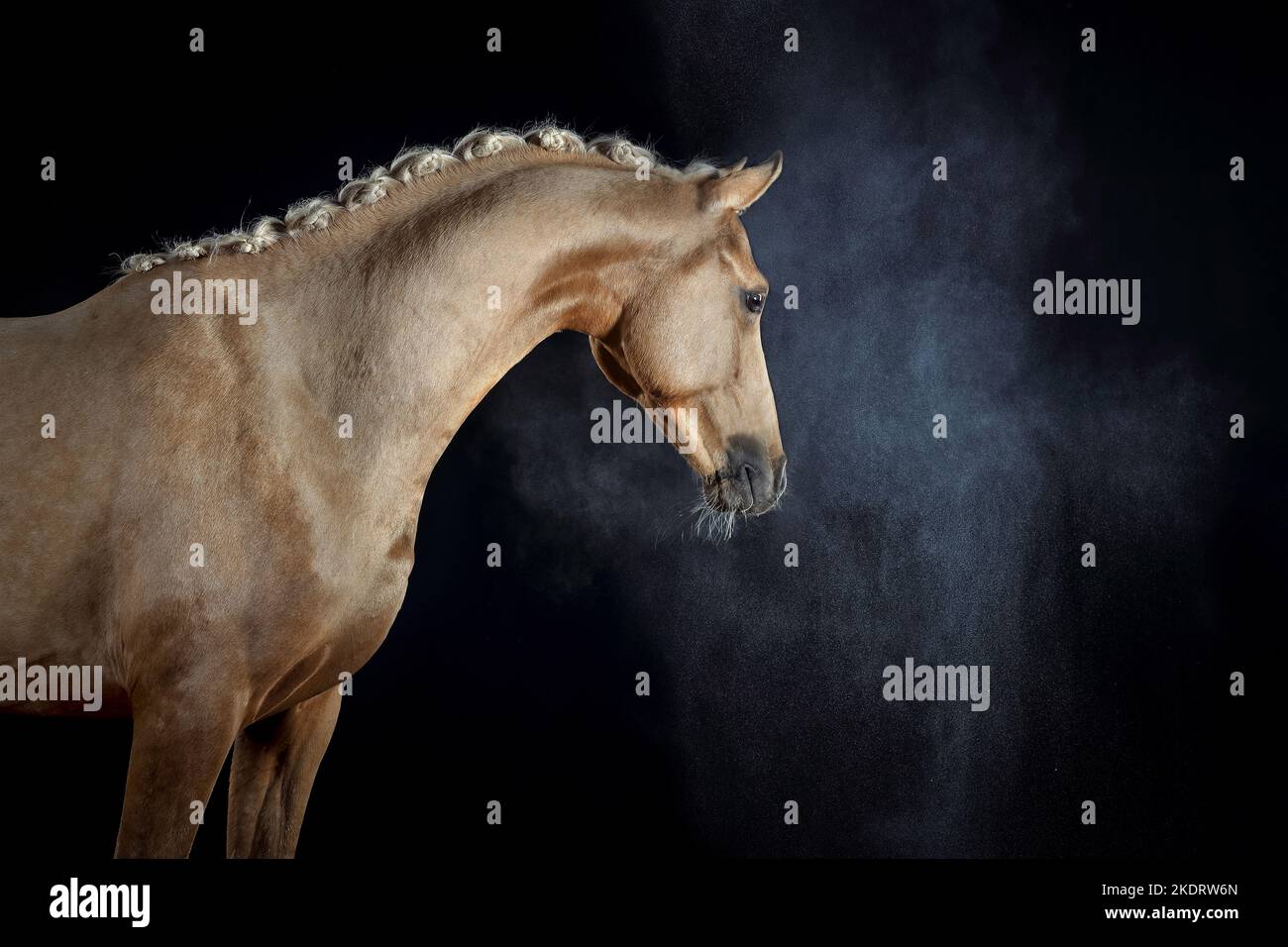 German riding pony studio hi-res stock photography and images - Alamy