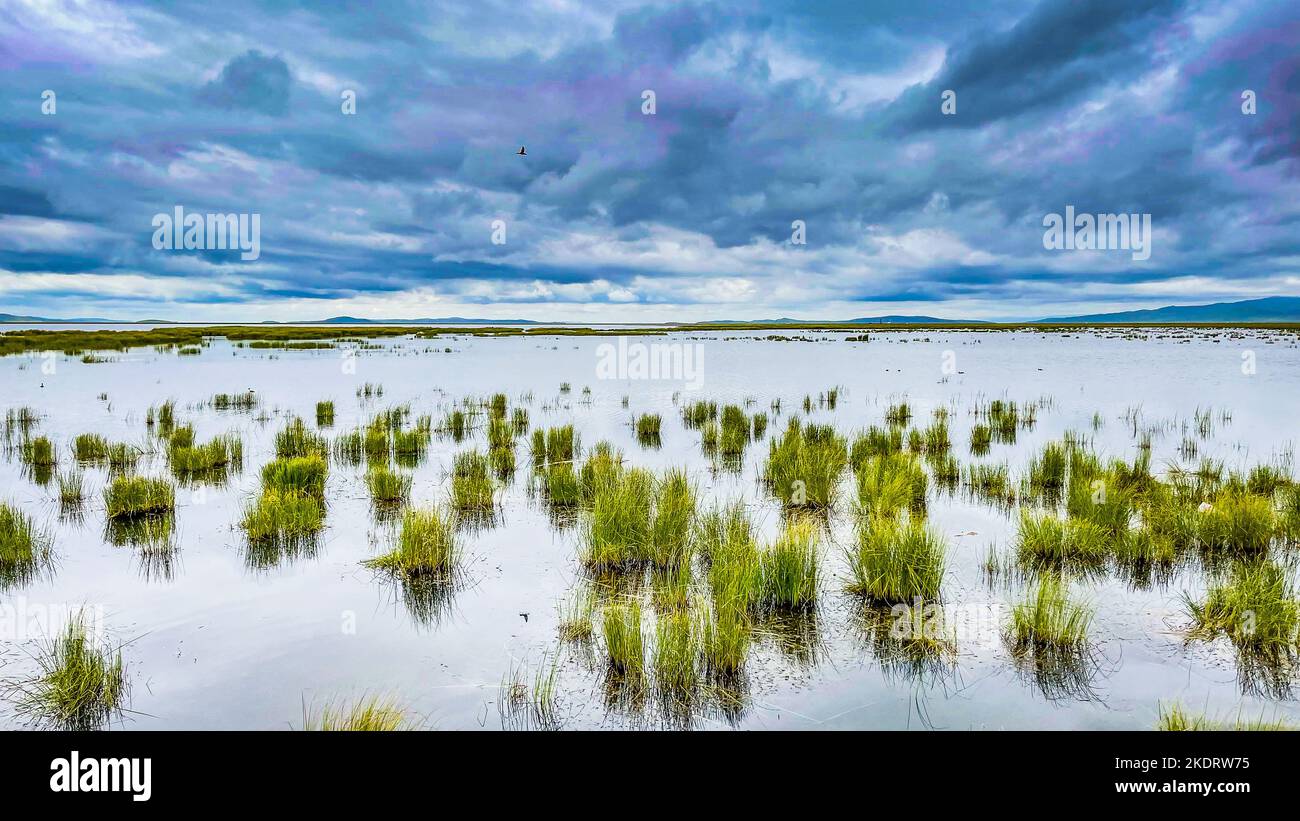 Zoige grasslands hi-res stock photography and images - Alamy