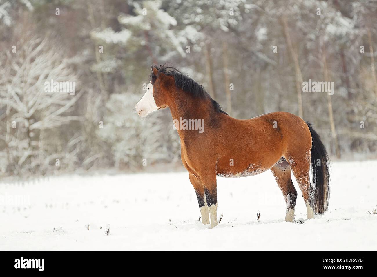 Welsh pony snow hi-res stock photography and images - Alamy