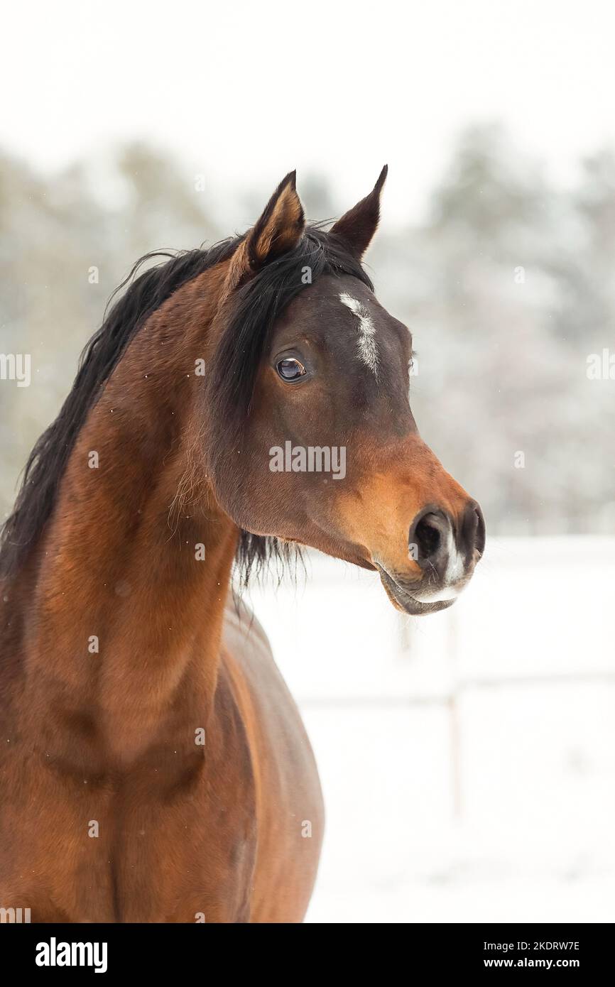 Small brown arabian horse hi-res stock photography and images - Alamy