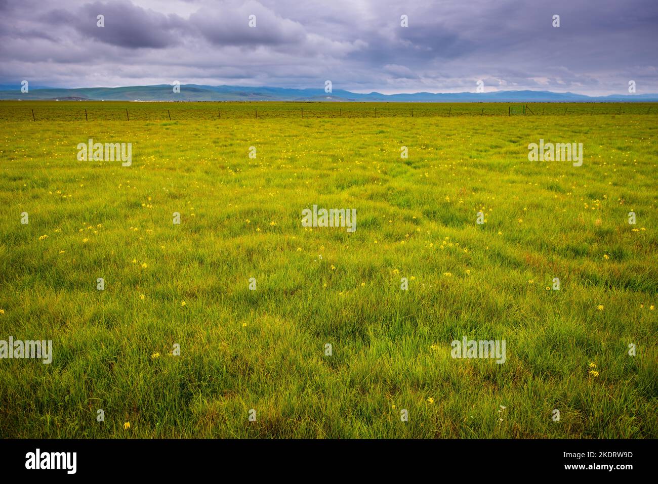 Zoige grasslands hi-res stock photography and images - Alamy