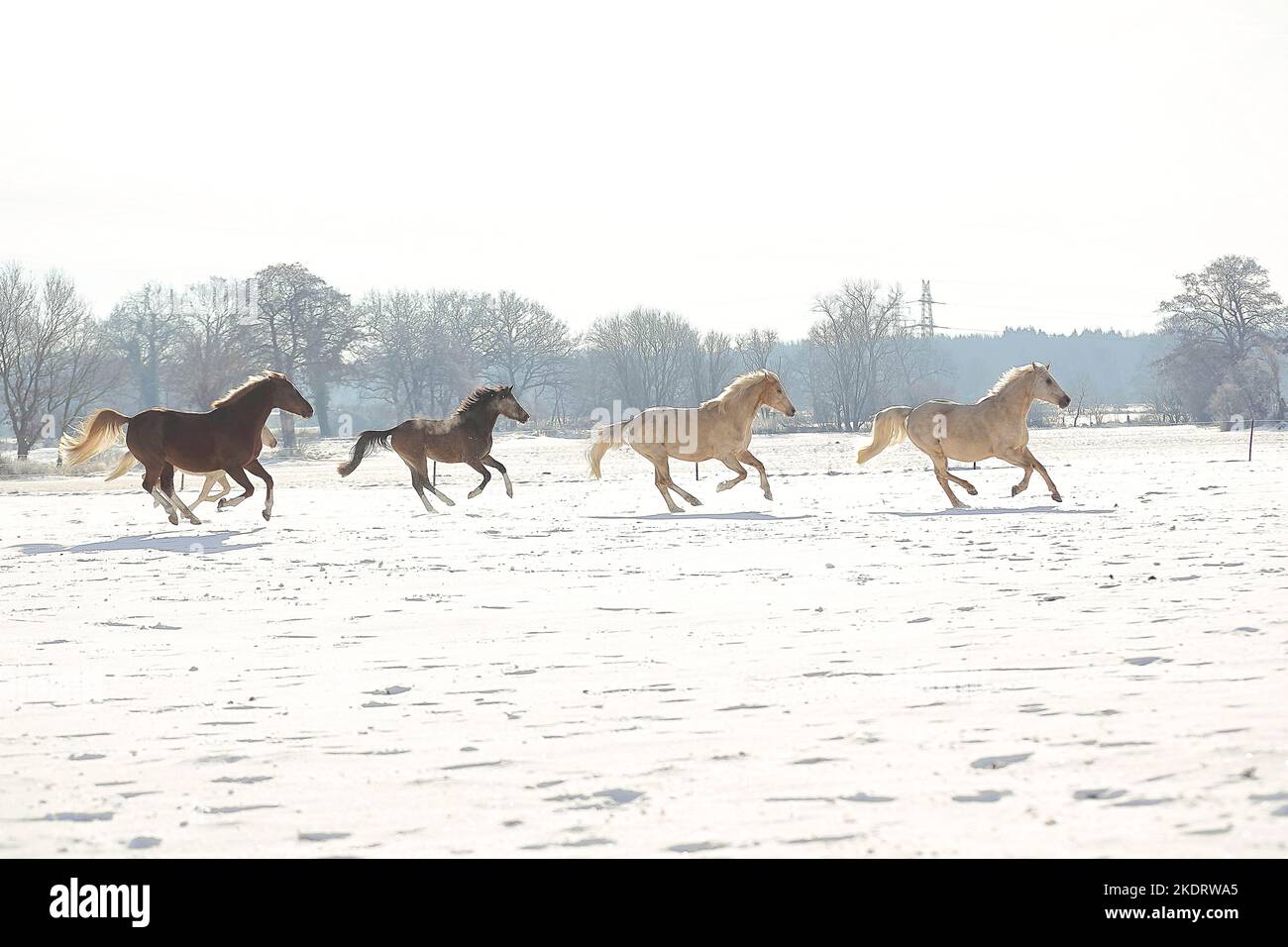 German riding ponies hi-res stock photography and images - Alamy