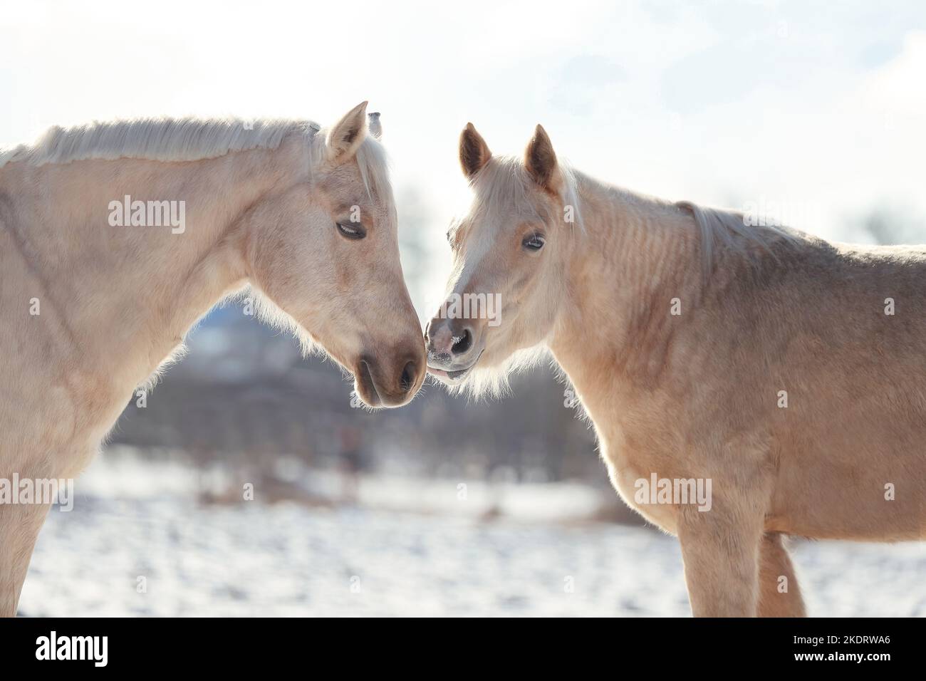 german riding ponies in the winter Stock Photo - Alamy