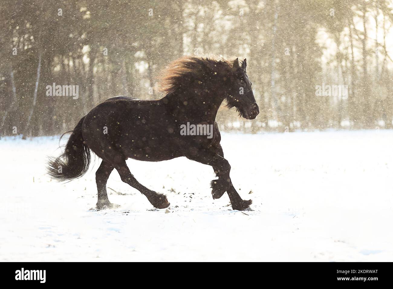 Friesian runs through the snow Stock Photo - Alamy