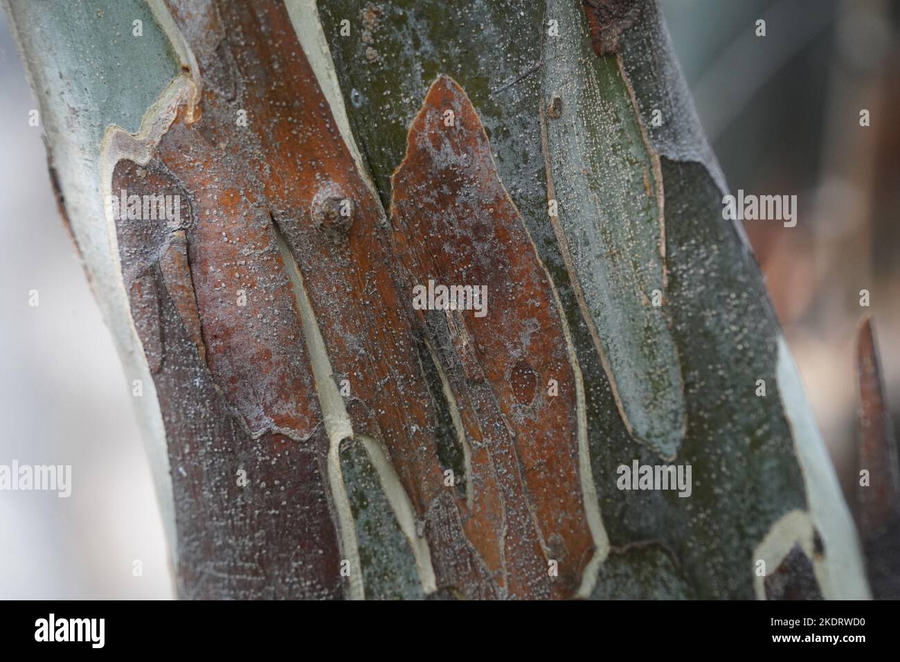 rainbow tree bark detail peel Stock Photo - Alamy