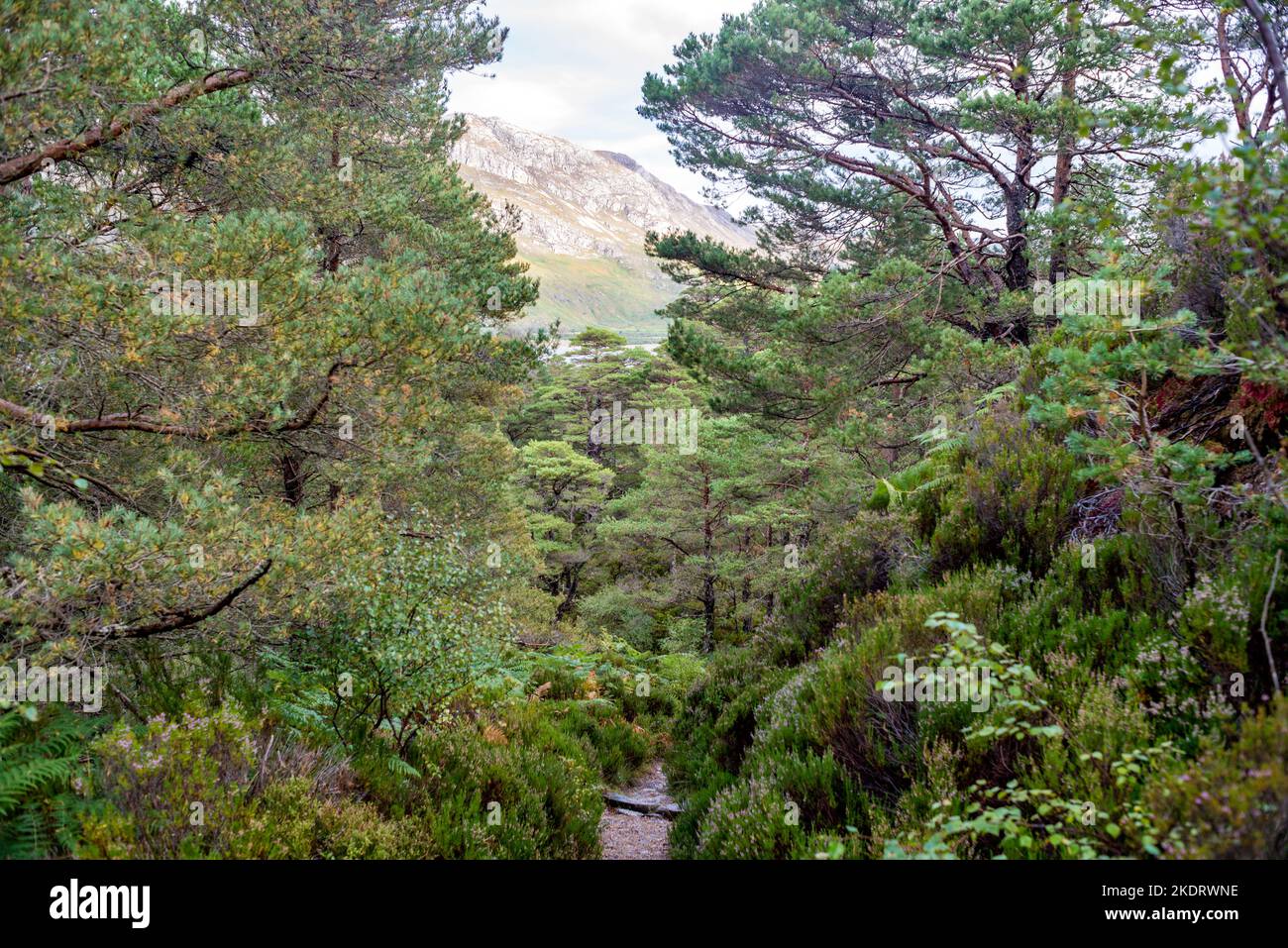 Scotland rainforest beinn hi-res stock photography and images - Alamy