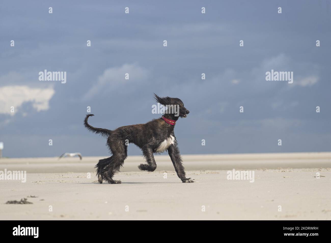 White afghan collar hi-res stock photography and images - Alamy