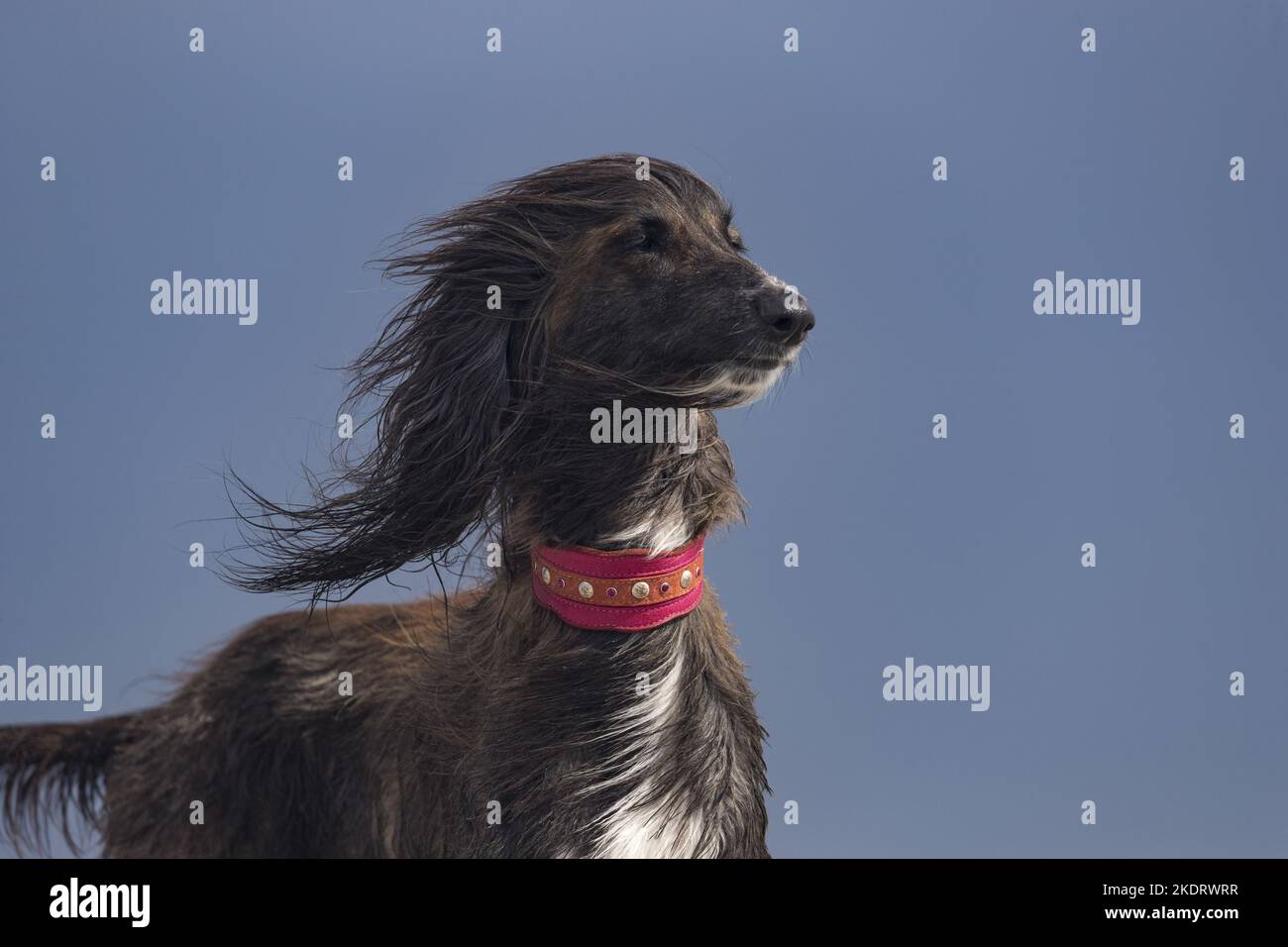 White afghan collar hi-res stock photography and images - Alamy