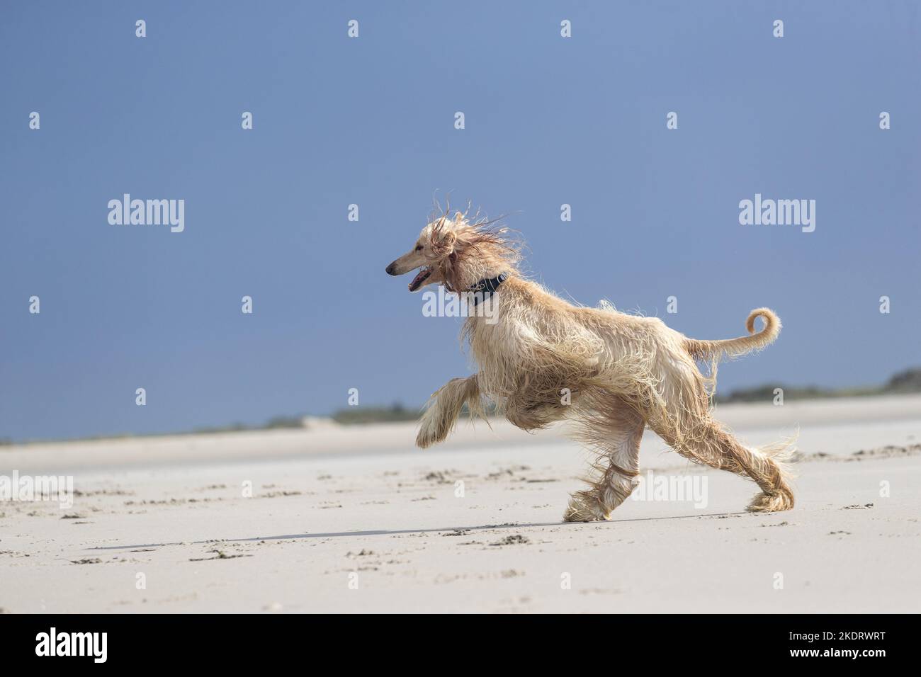 Afghan dog beach hi-res stock photography and images - Alamy
