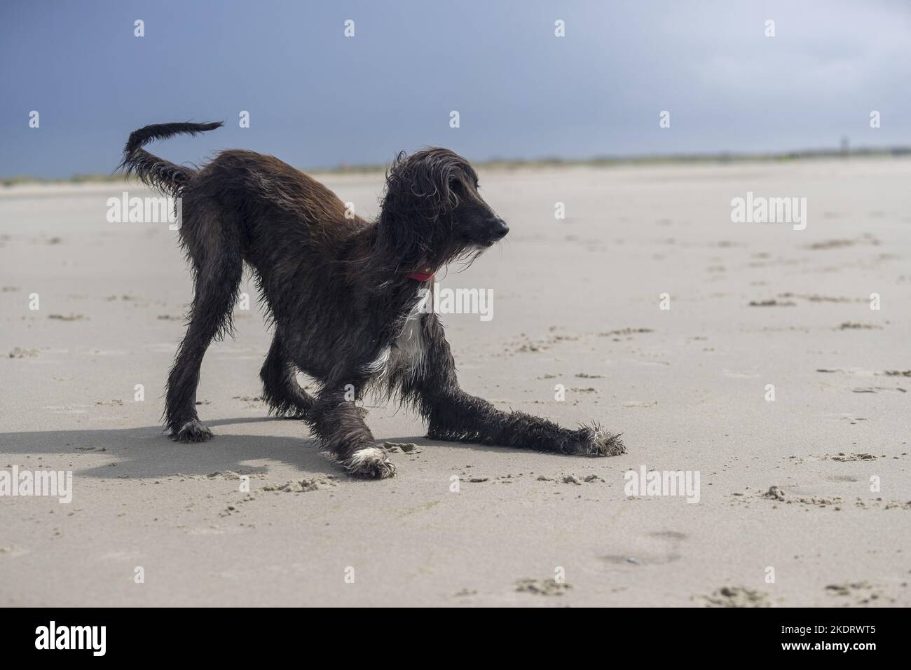 Afghan sand hi-res stock photography and images - Alamy