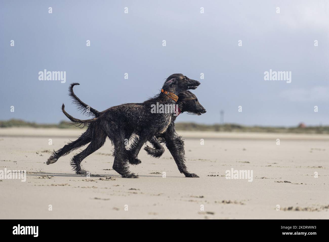 White afghan collar hi-res stock photography and images - Alamy