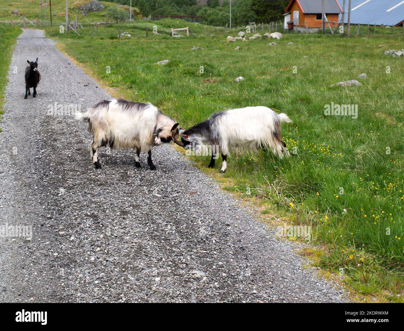 Two goats fighting on the Rallarvegen near Flam in Norway, one young ...