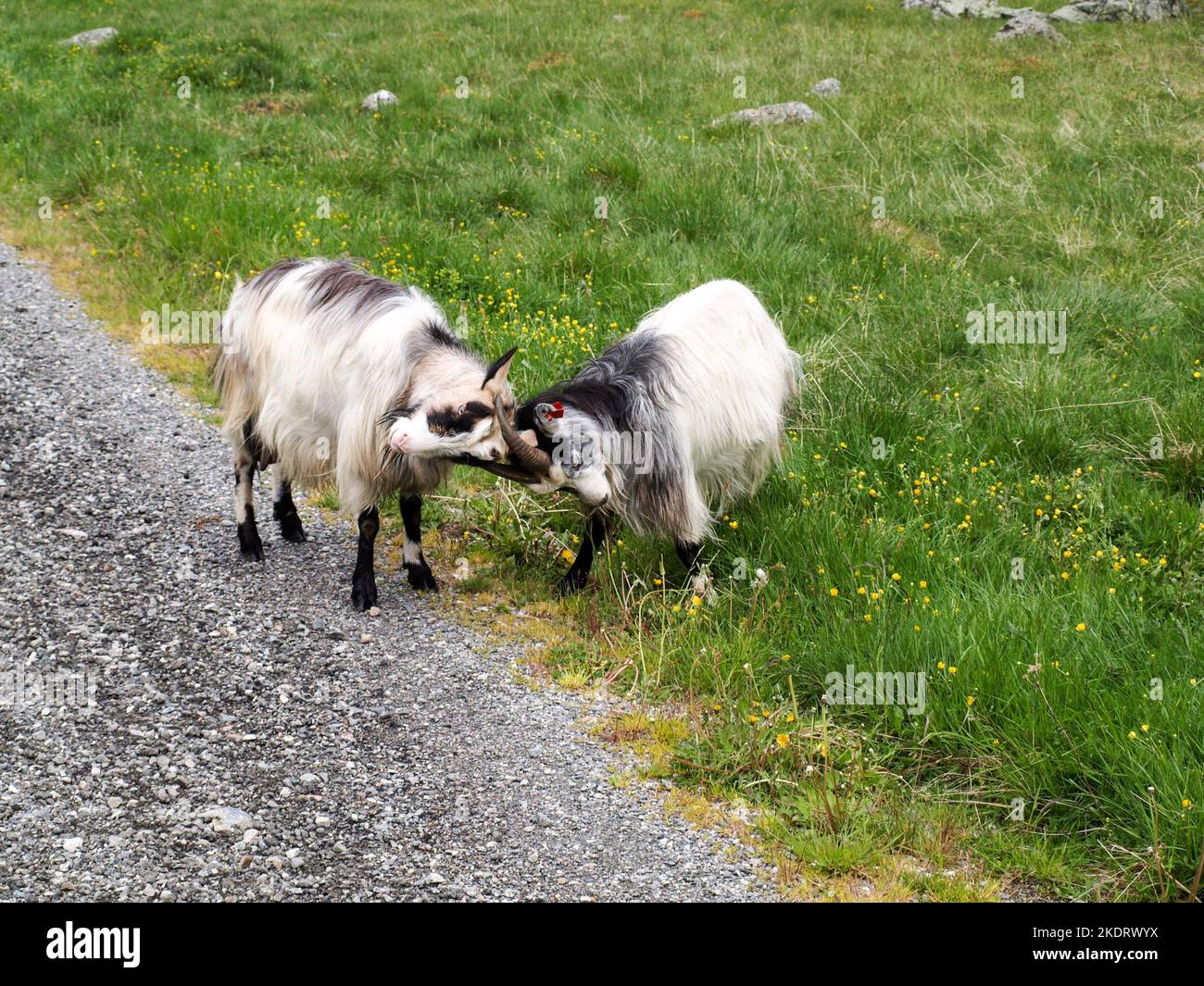 Two goats fighting on the Rallarvegen near Flam in Norway Stock Photo ...