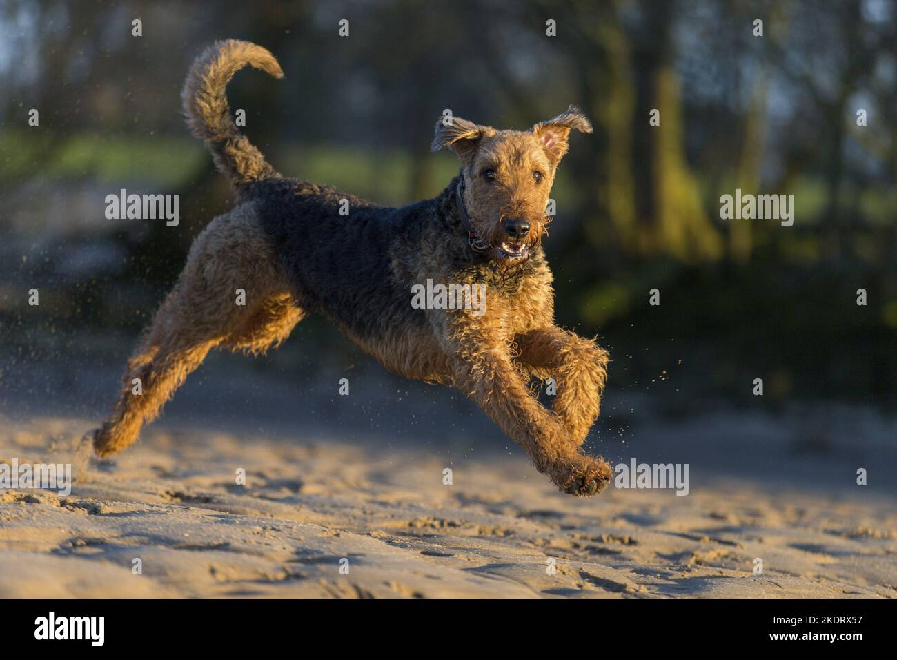 running Airedale Terrier Stock Photo - Alamy