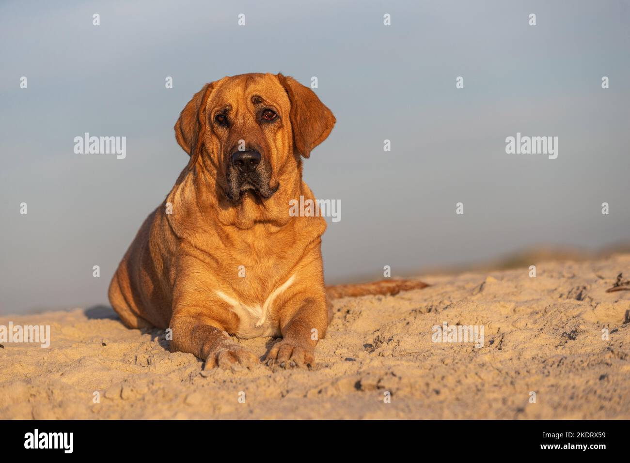 Broholmer on the beach Stock Photo - Alamy