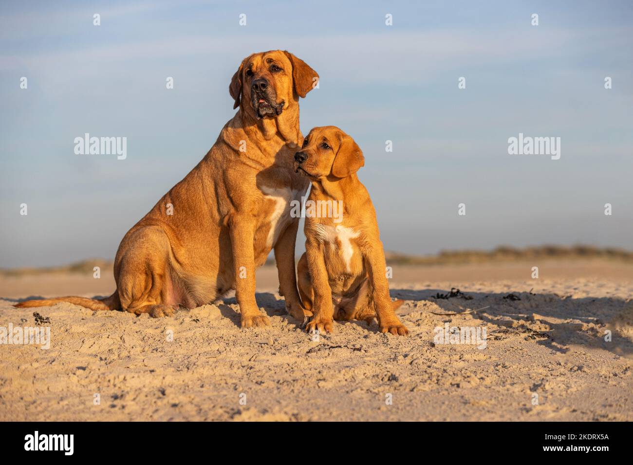 Broholmer at the beach Stock Photo - Alamy