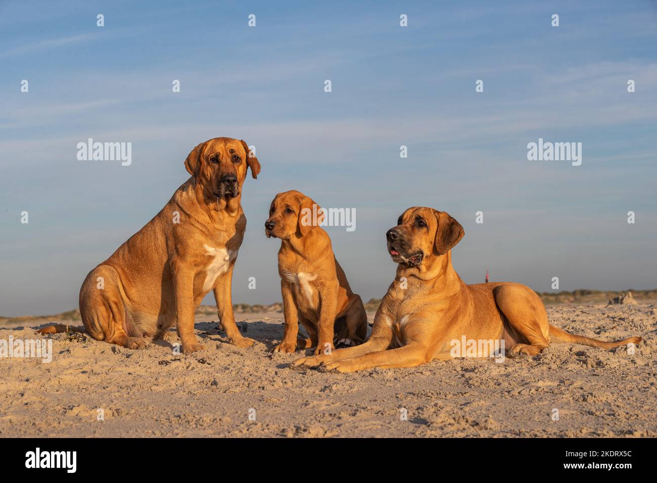 Broholmer at the beach Stock Photo - Alamy