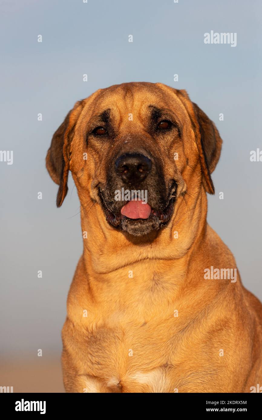 Portrait format clouded yellow hi-res stock photography and images - Alamy