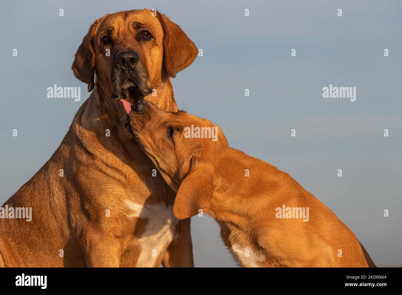 Broholmer dog breed puppy with hi-res stock photography and images - Alamy