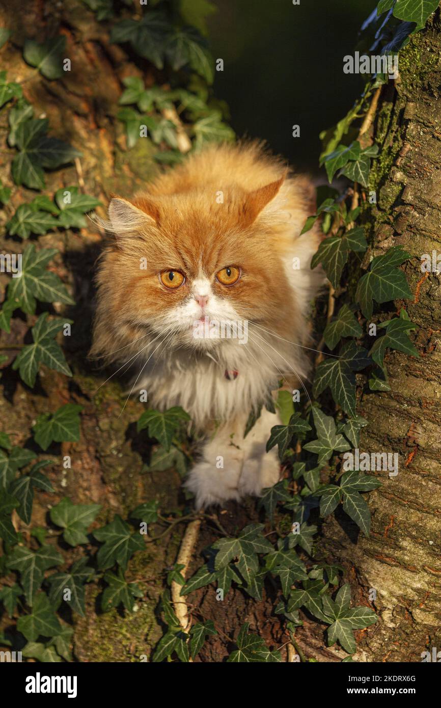 Persian cat on a tree Stock Photo - Alamy