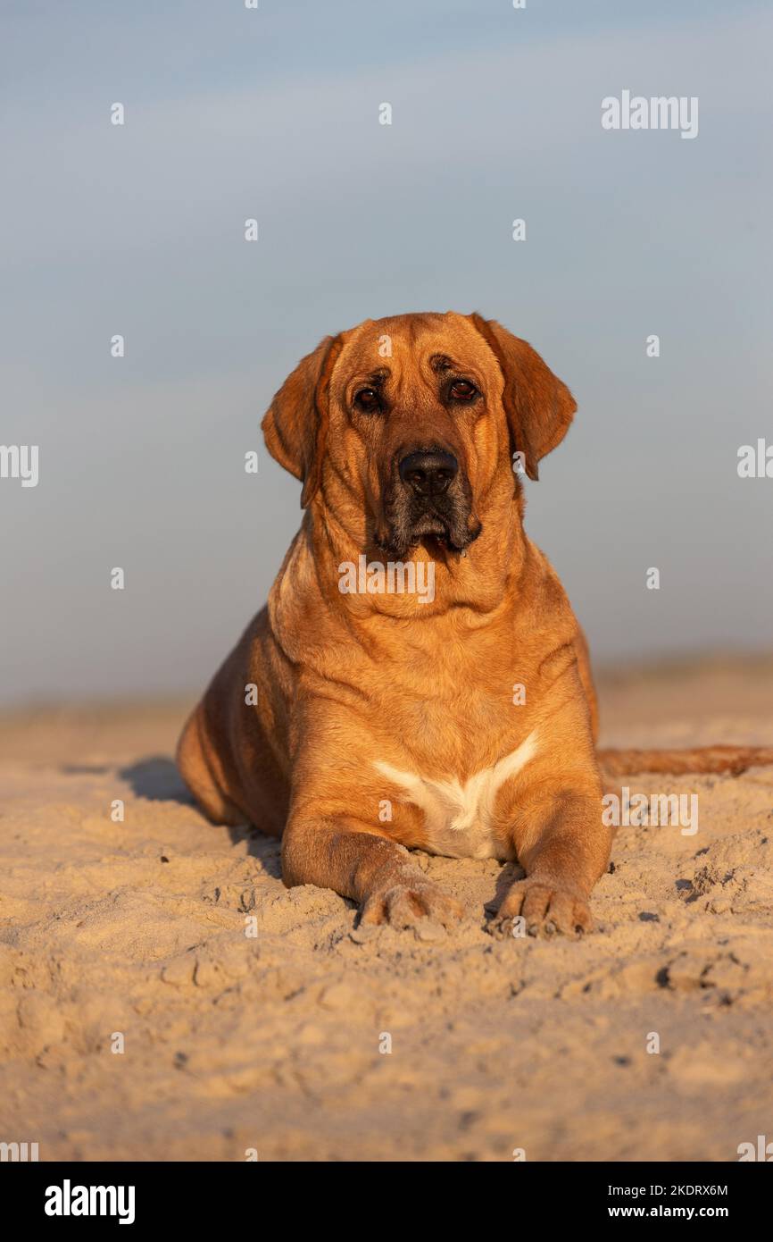 Broholmer on the beach Stock Photo - Alamy