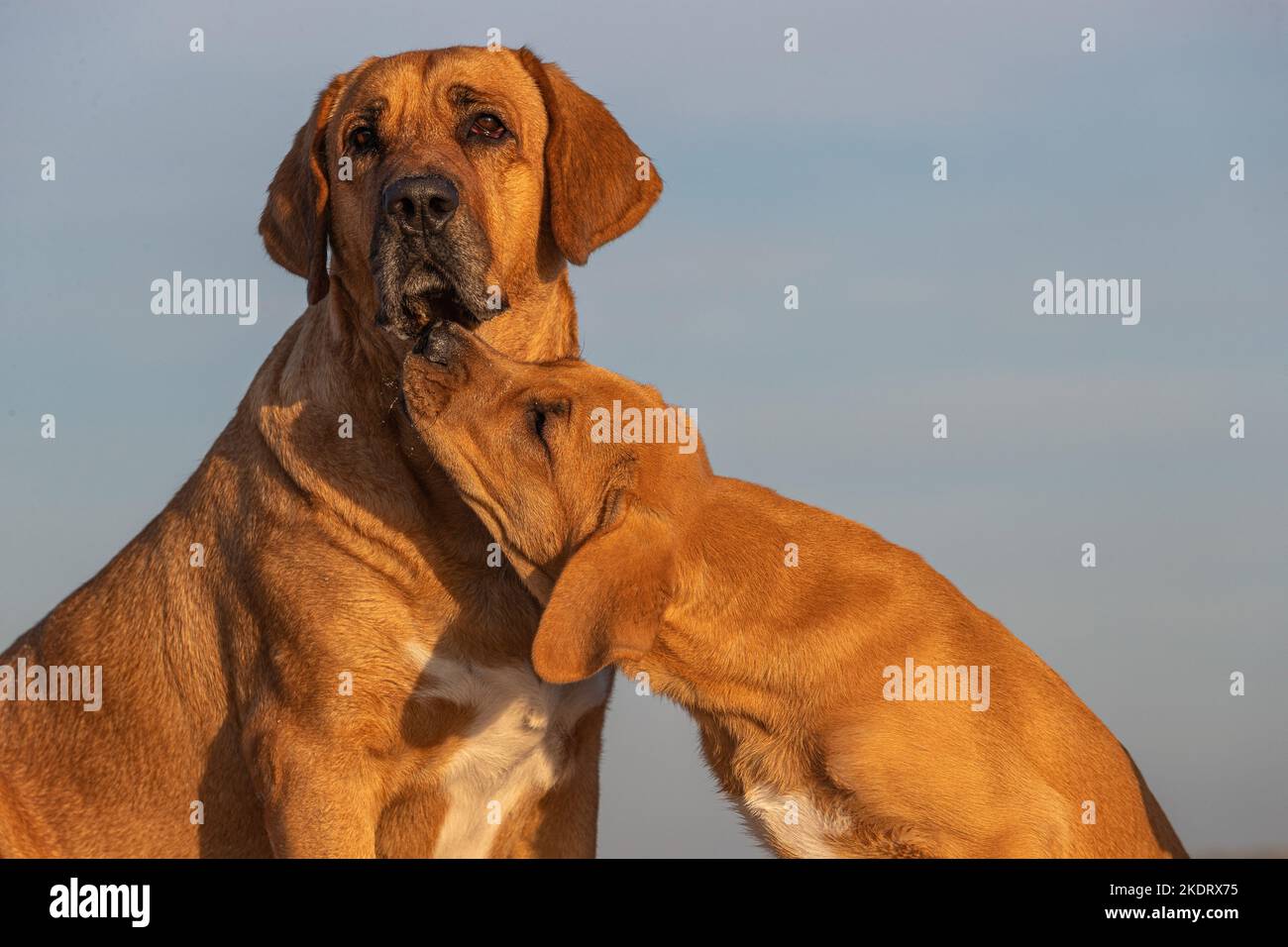 Broholmer dog breed puppy with hi-res stock photography and images - Alamy