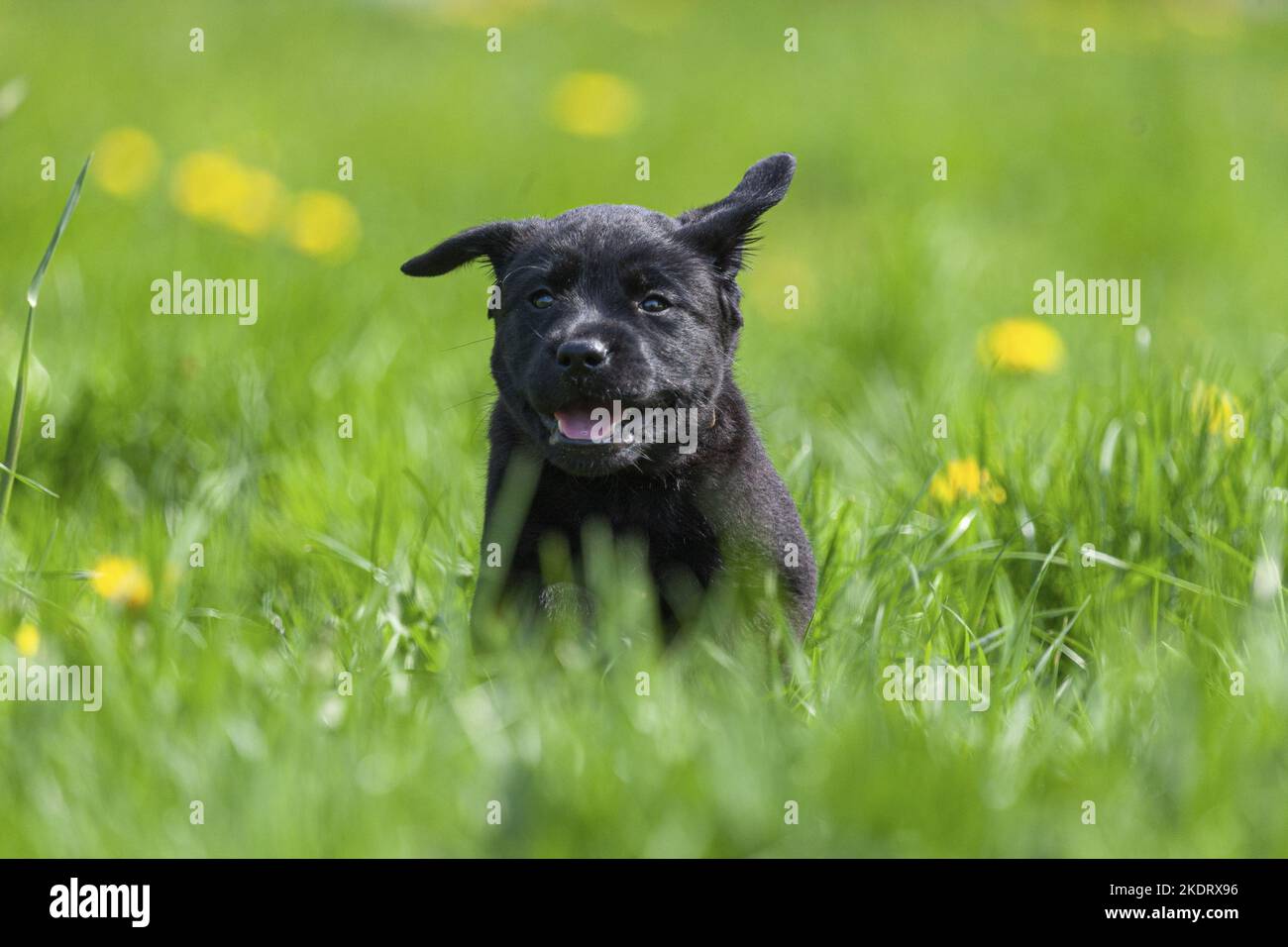 Labrador retriever puppy flowers field hi-res stock photography and ...