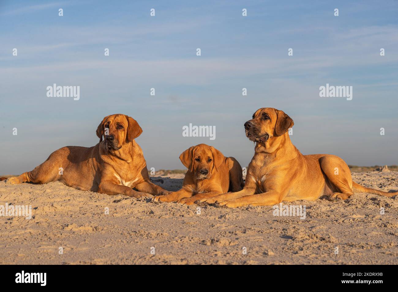 Broholmer at the beach Stock Photo - Alamy