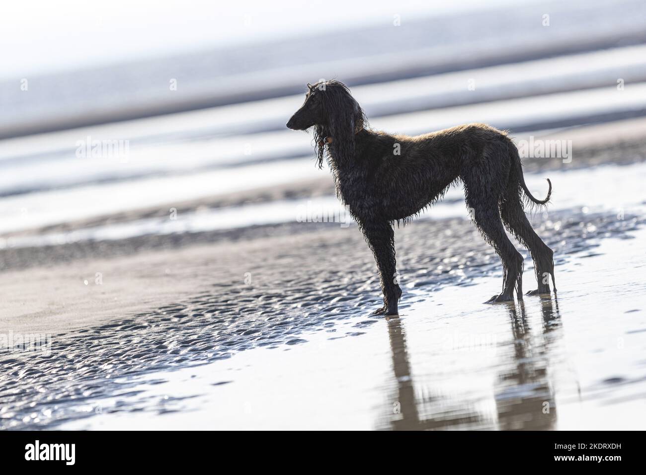 Afghan dog beach hi-res stock photography and images - Alamy