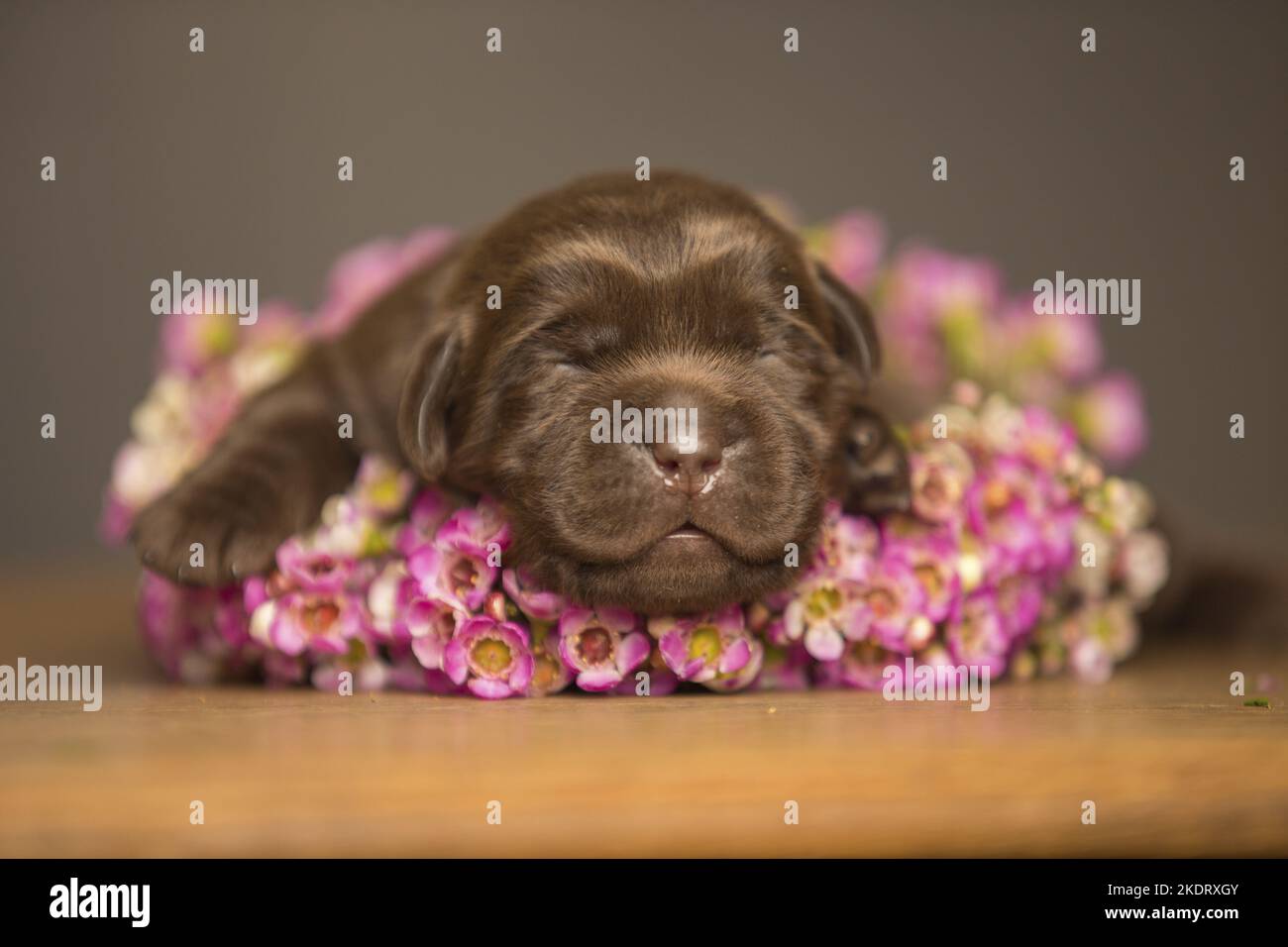 sleeping Labrador Retriever Puppy Stock Photo - Alamy