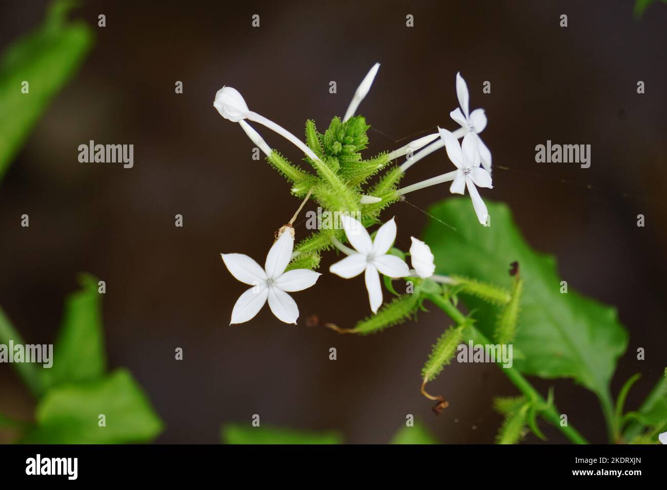 Plumbago zeylanica (Also called Daun encok) on the tree. Early folk ...