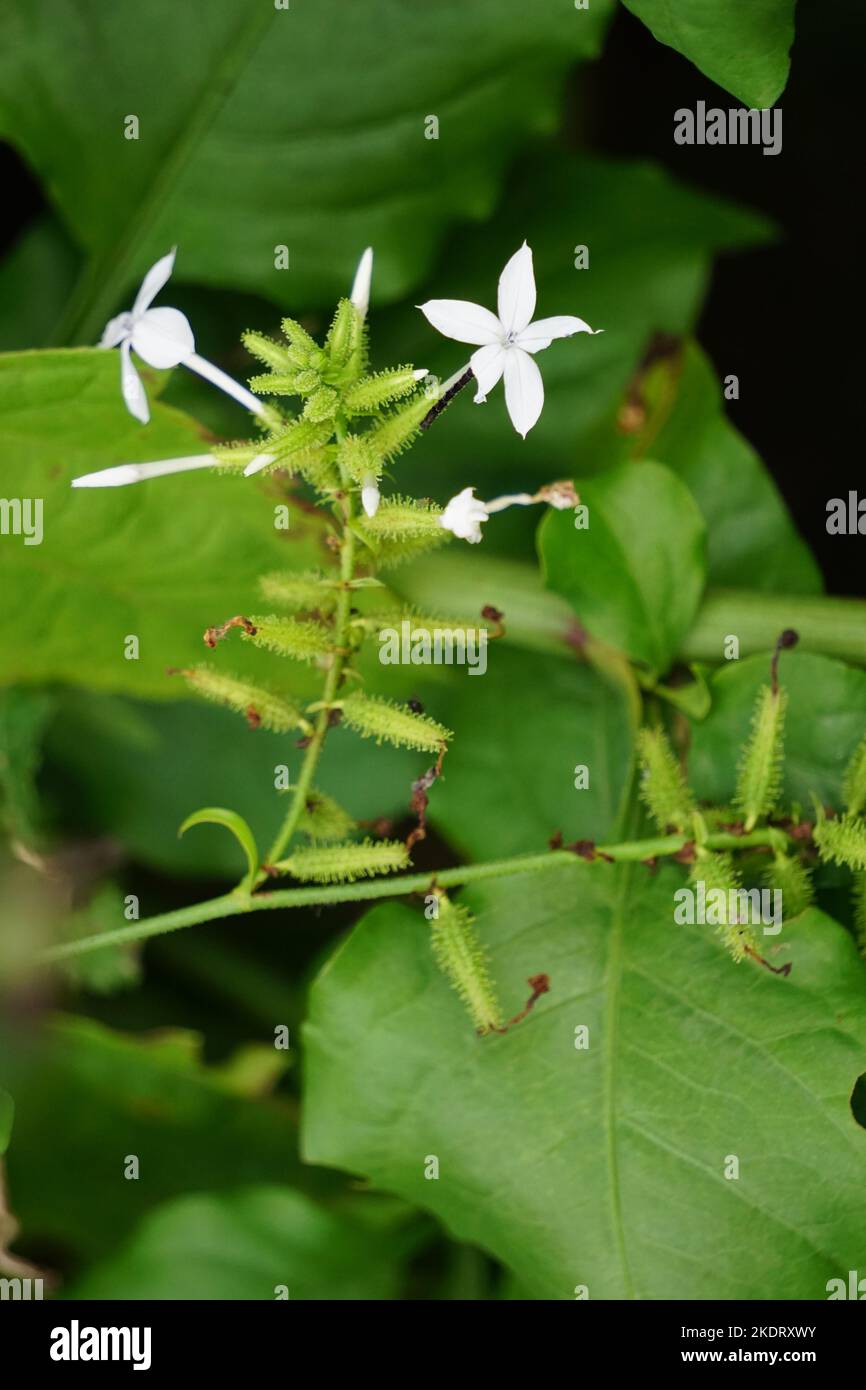 Plumbago zeylanica (Also called Daun encok) on the tree. Early folk ...