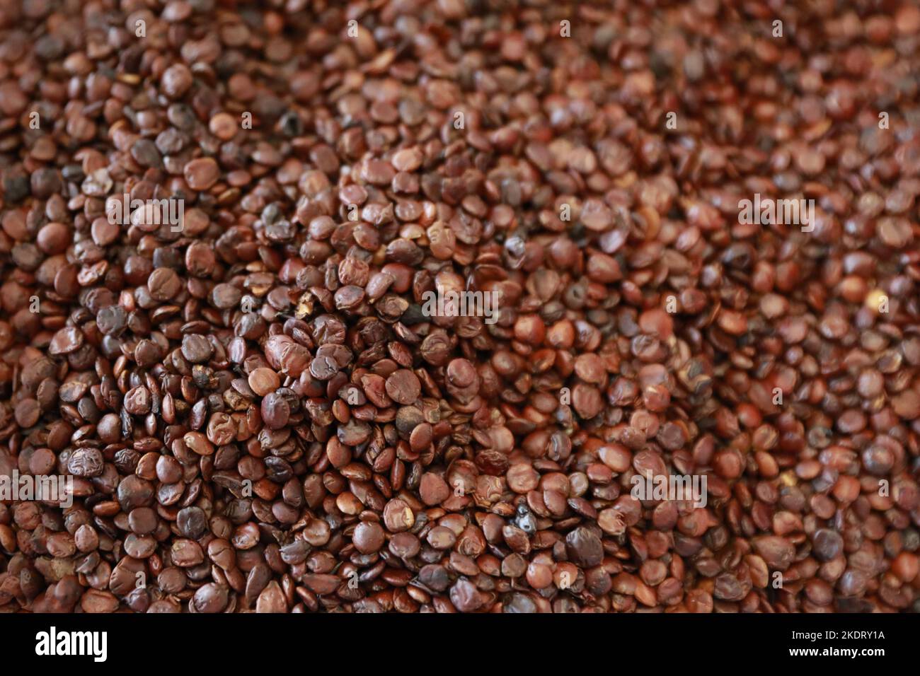 Schisandra is a kind of traditional Chinese medicine Stock Photo - Alamy