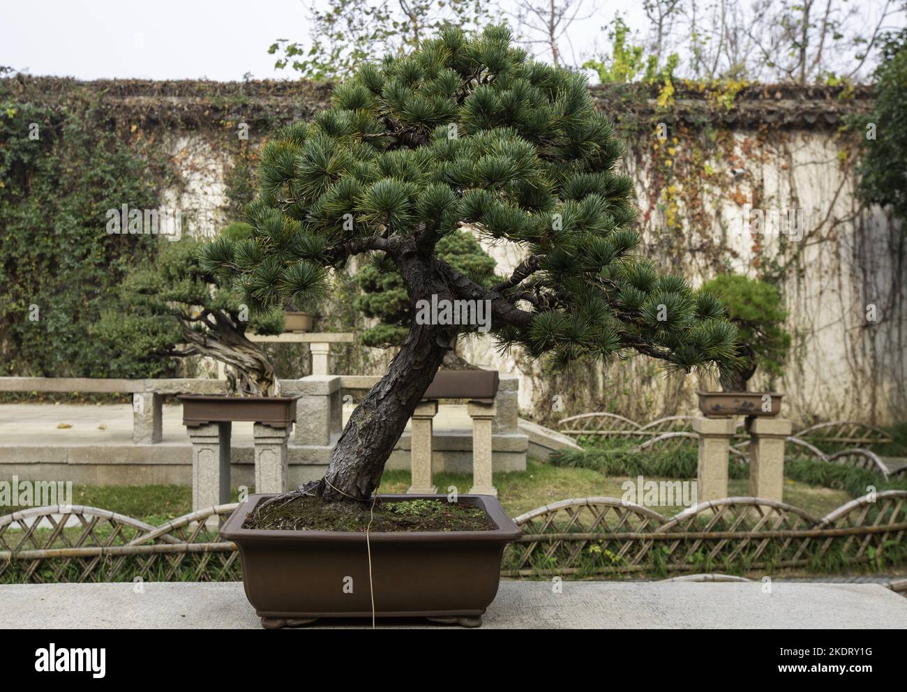 Potted plants and pine trees hi-res stock photography and images - Alamy