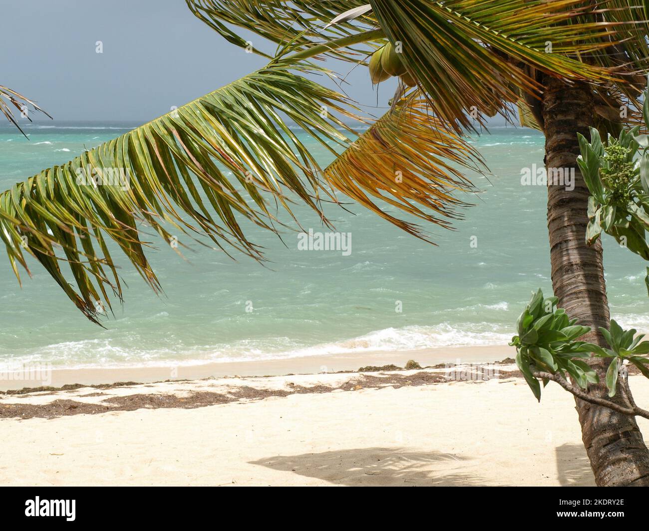Palm tree on the beach of Roche Noir, Mauritius Stock Photo - Alamy