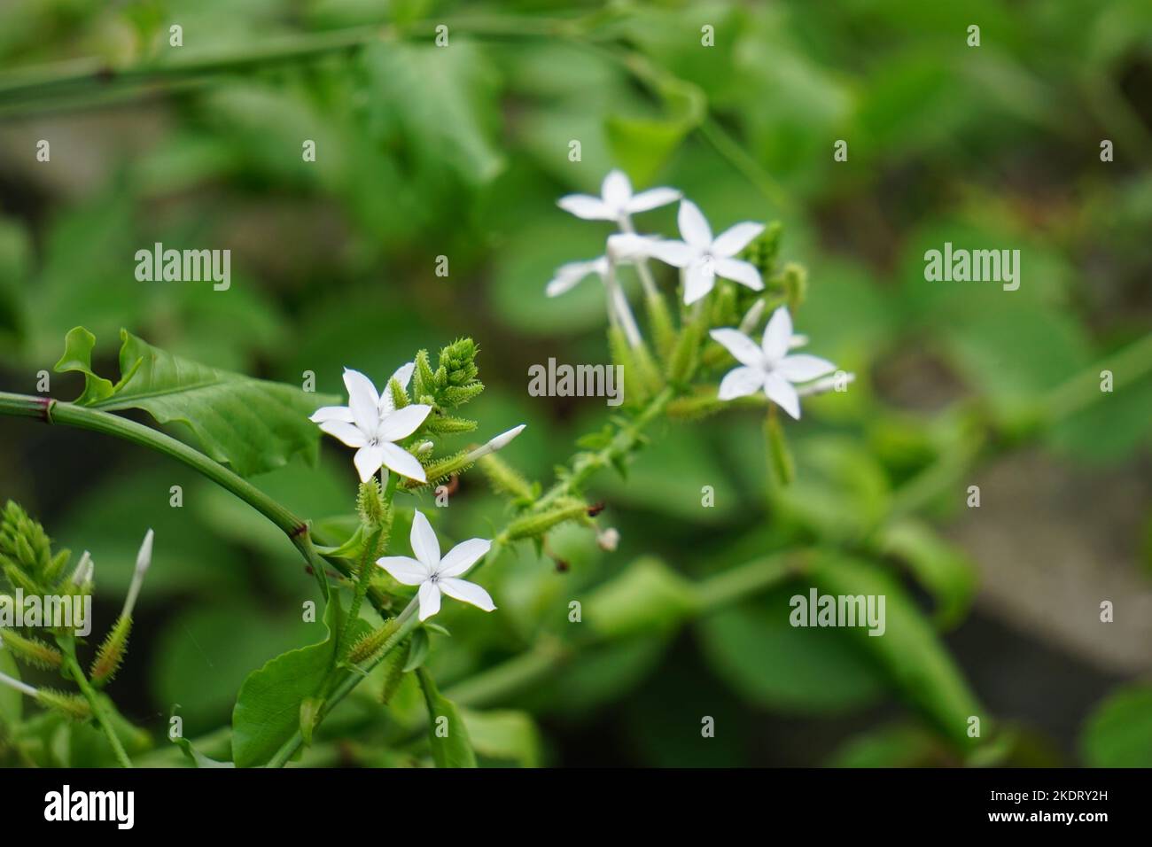 Plumbago zeylanica (Also called Daun encok) on the tree. Early folk ...