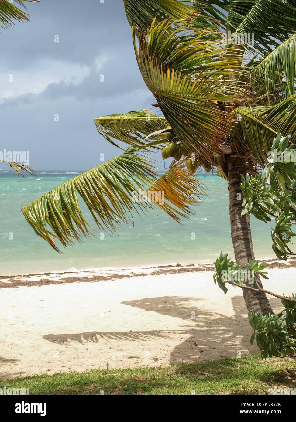 Palm tree on the beach of Roche Noir, Mauritius Stock Photo - Alamy